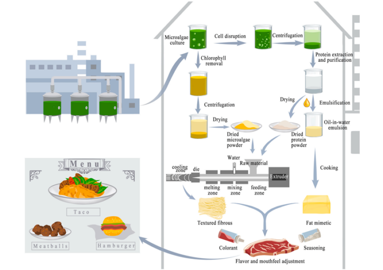 Microalgae for Plant-Based Meat - FoodTech Pathshala